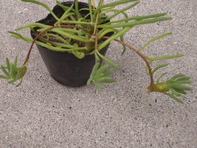 【やや傷や汚れあり】オトンナ レチンゲリ 抜き苗 多肉植物 の落札情報詳細| ヤフオク落札価格情報 オークフリー