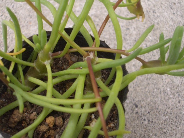 【やや傷や汚れあり】オトンナ レチンゲリ 抜き苗 多肉植物 の落札情報詳細| ヤフオク落札価格情報 オークフリー