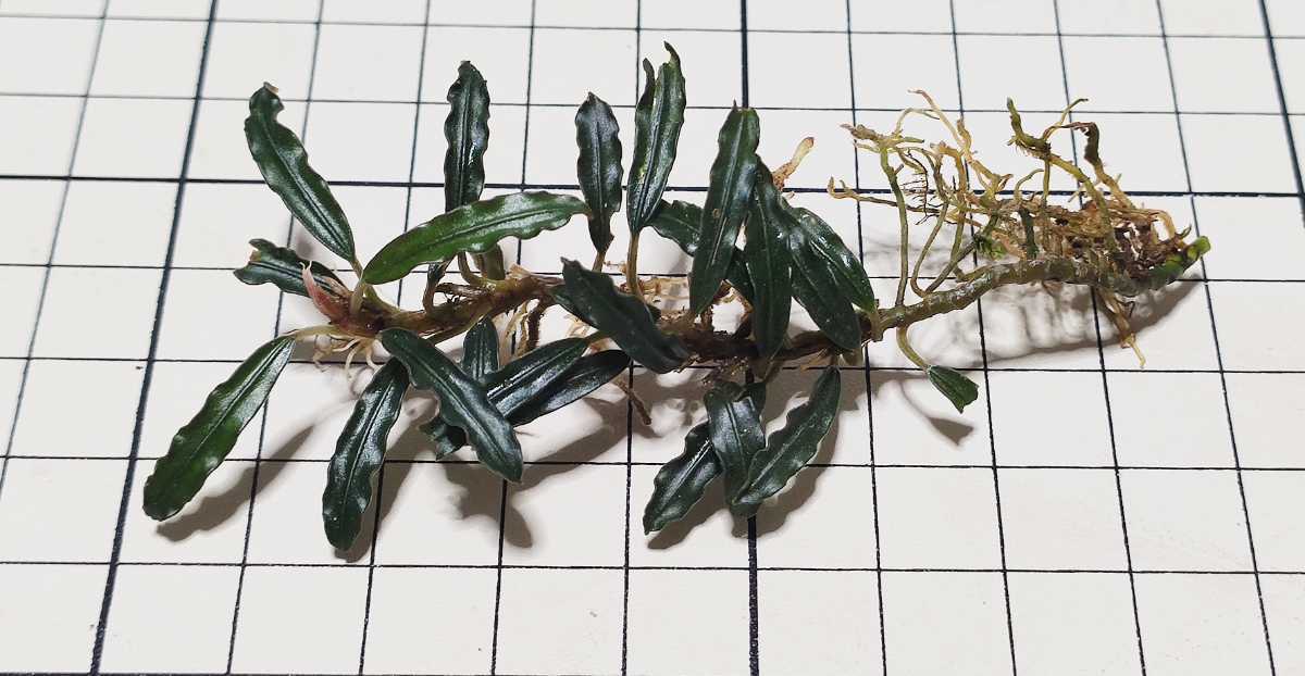 【やや傷や汚れあり】No3 bucephalandra sp.dark mini Catherine 大株の落札情報詳細 - ヤフオク落札価格 ...