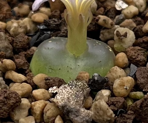 【目立った傷や汚れなし】コノフィツム Rラツム Conophytum ratum SH1200 （2018年実生苗）花が咲いていたので交配して ...