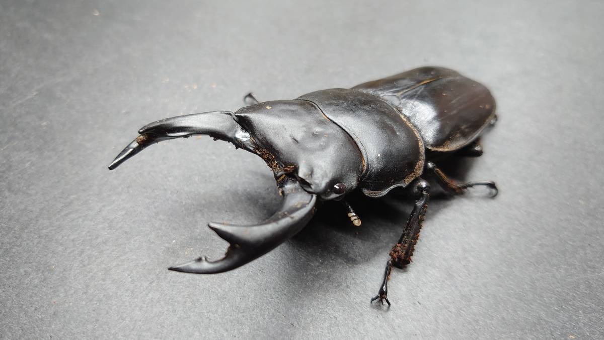 【未使用】【絶煩Tajinyo】 ♂83.0mm ♀53.0mm 能勢YG 新成虫ペア オオクワガタ ヤフオク最終出品の落札情報詳細 ...