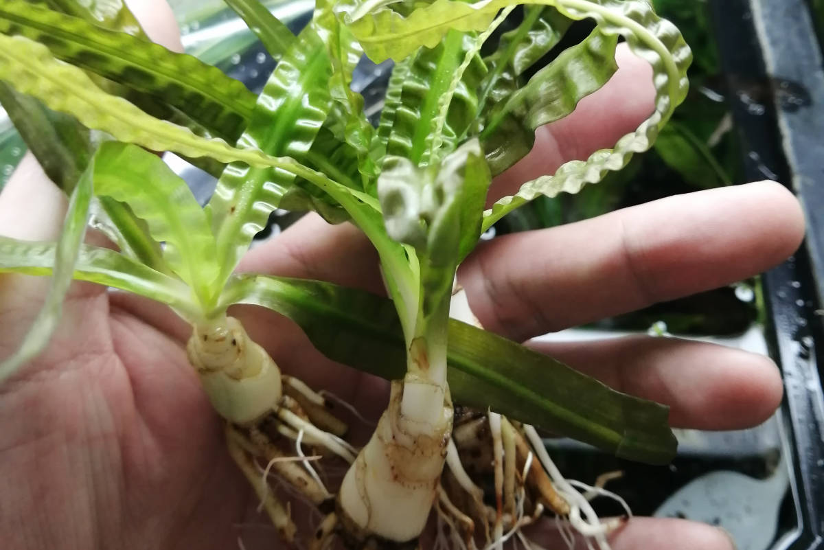 【未使用】Crinum aquatica クリナム アクアティカ 1株の落札情報詳細 - ヤフオク落札価格検索 オークフリー