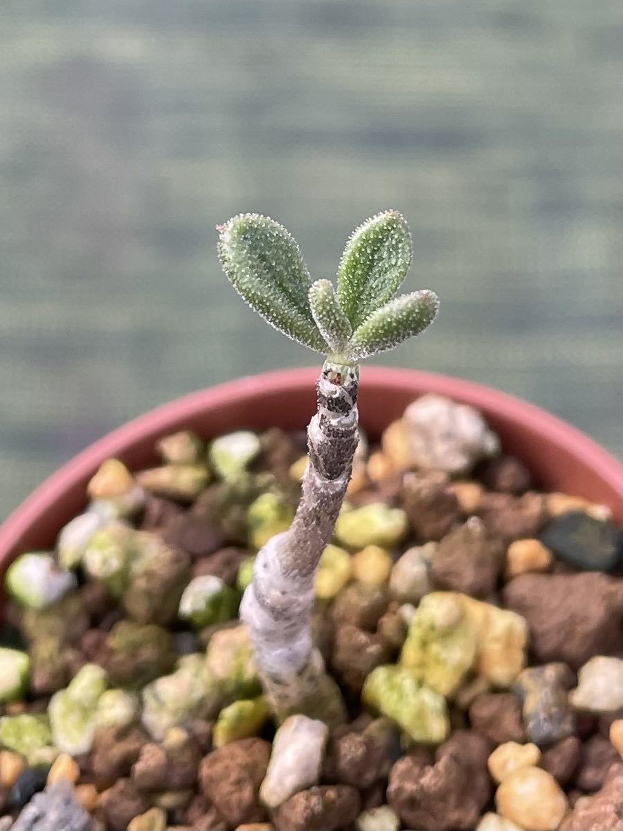 【目立った傷や汚れなし】チレコドン ピグマエウス tylecodon pygmaeus 多肉植物 希少種の落札情報詳細 - ヤフオク落札価格 ...