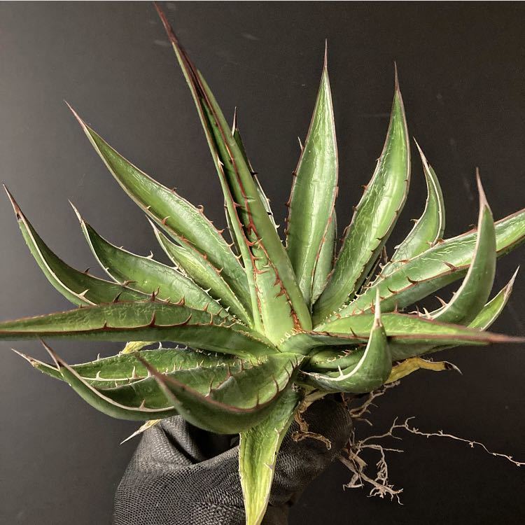 【未使用】hp 286 アガベ ホリダ ペロテンシス osp育成株 w約21センチの落札情報詳細 - ヤフオク落札価格検索 オークフリー