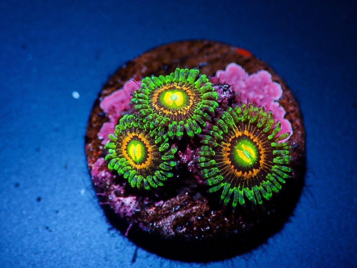 【目立った傷や汚れなし】【Care Frag】USA Rainbow incinerator ＊1ポリプ＊マメスナ＊サンゴ＊LPS＊フラグ の ...