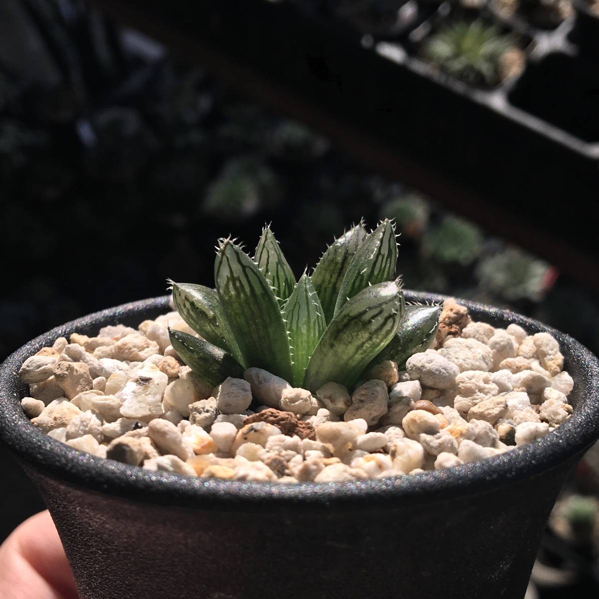 【未使用】【原種】 ハオルチア フォエダ H. foeda n.n., MBB6845, E of Alicedale 多肉植物の落札情報詳細 ...