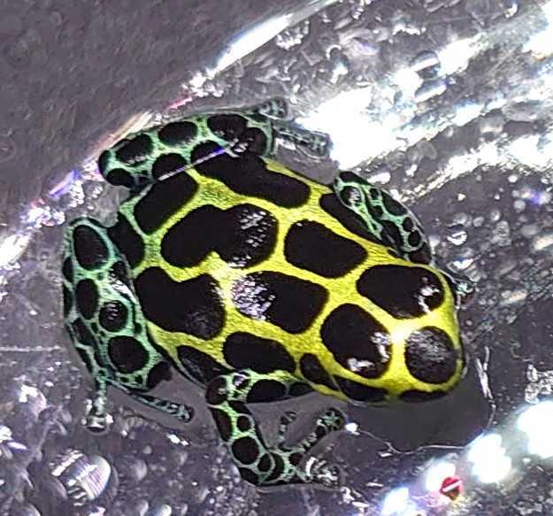 【未使用】ヤドクガエル 2匹セット② バリアビリス サザン Ranitomeya variabilis “Southern” の落札情報詳細 ...