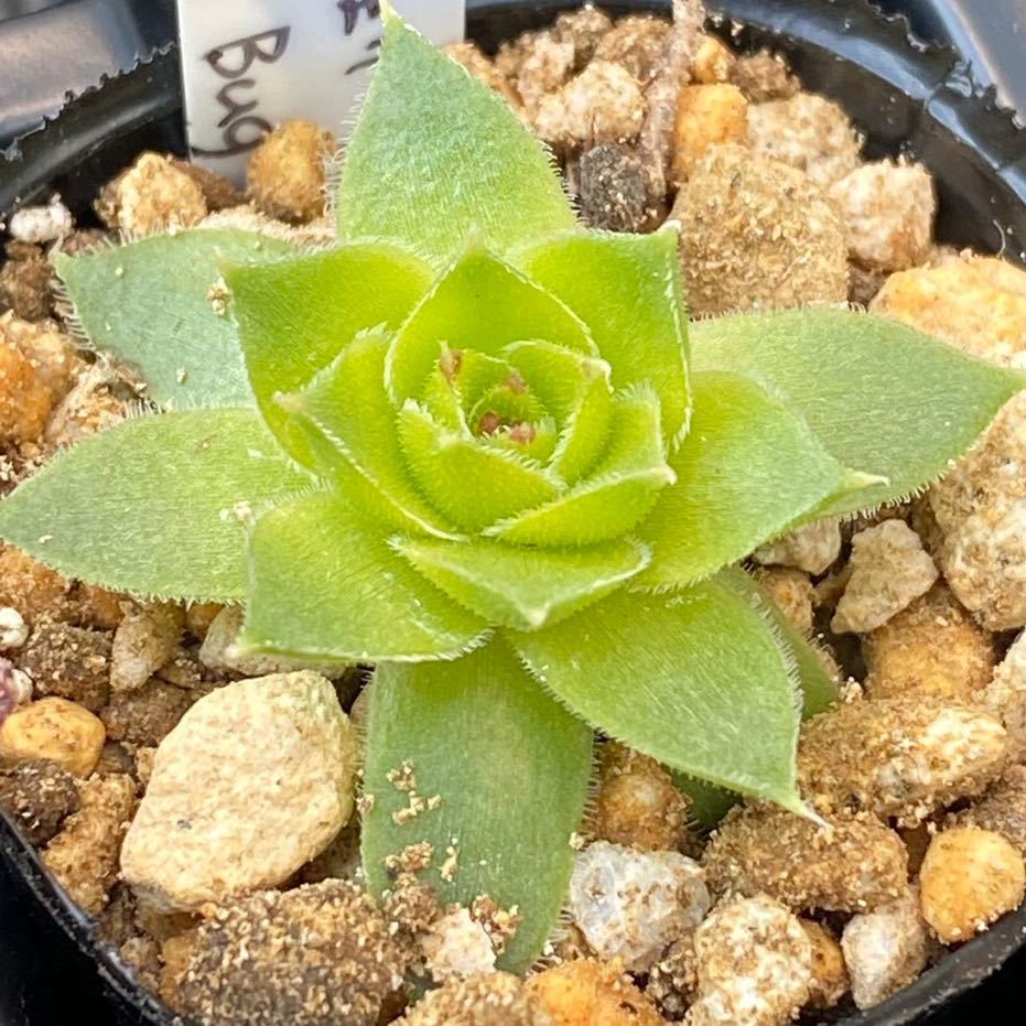 【やや傷や汚れあり】ゴールドバグ Gold Bug 4cmポットで撮影 Jovibarba heuffeliiの落札情報詳細 - ヤフオク落札 ...