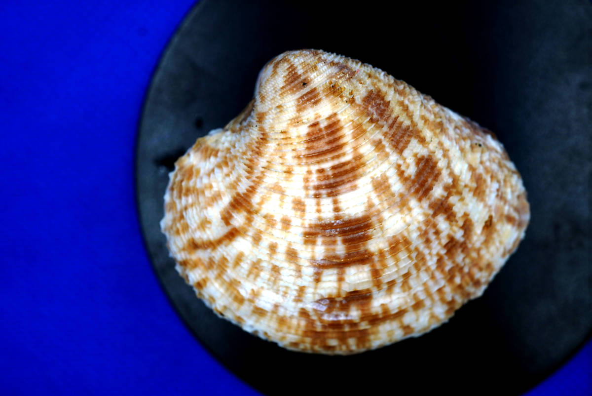 【未使用】 Venerida-0009 仮)ナンベイヌノメアサリ 大美品Chione pubera (Bory Saint-Vicent ...