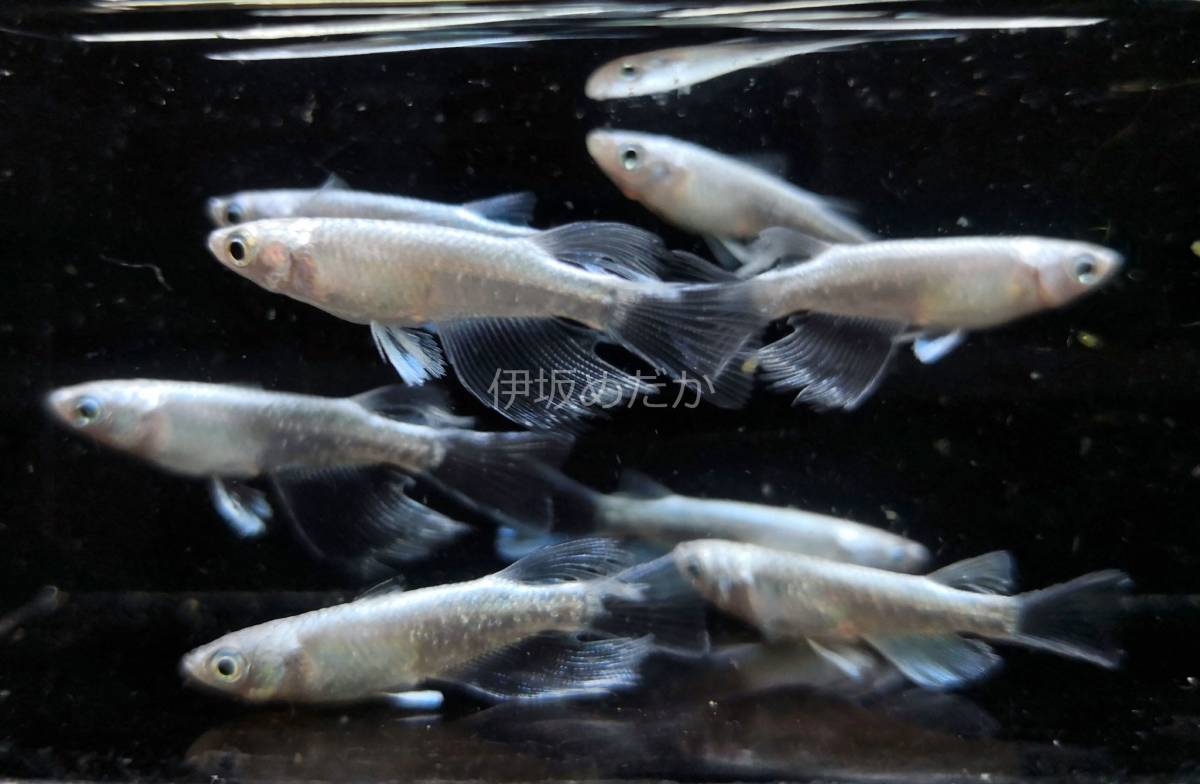 【未使用】プラチナダイヤリアルロングフィン 【有精卵30個＋α】 幹之フルボディRLF・メダカ・ミユキ・有精卵 伊坂めだか の落札情報詳細 - Yahoo!オークション落札価格検索 オークフリー