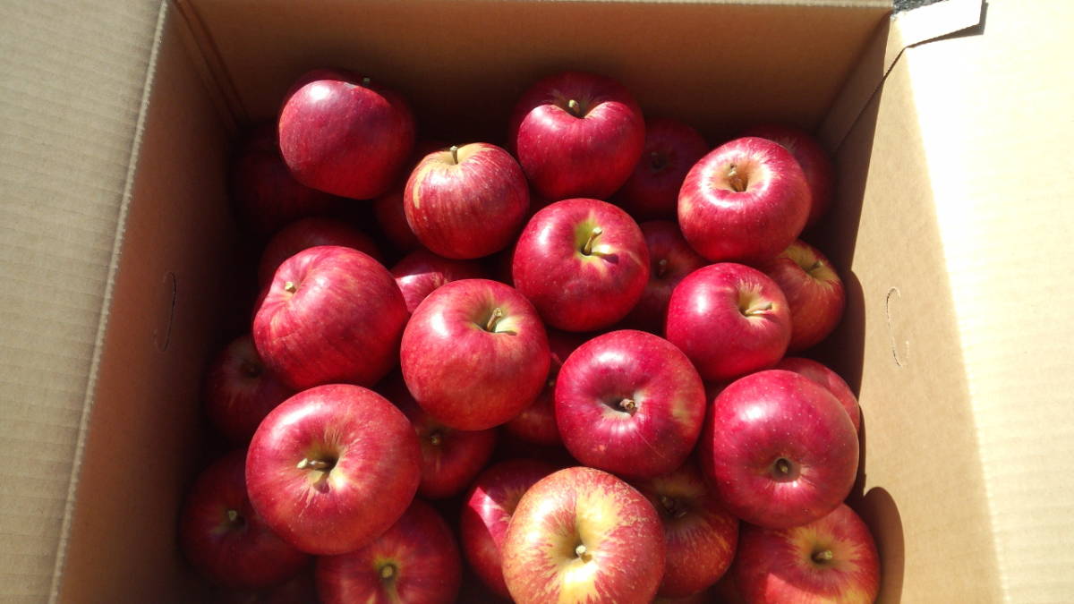 【未使用】葉とらず サンふじ 20キロ前後 生涯満腹 安心即決 クリスマス お正月にも♪ お買い得 大量 の落札情報詳細 - ヤフオク落札価格情報 オークフリー