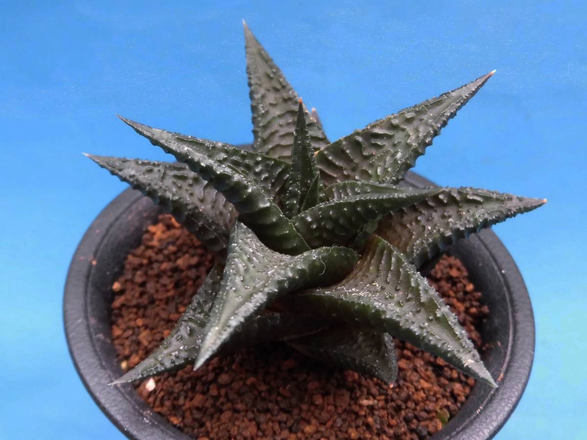 【やや傷や汚れあり】【limifolia v. nigra】ハオルチア☆多肉植物☆サボテンの落札情報詳細 - Yahoo!オークション落札価格 ...