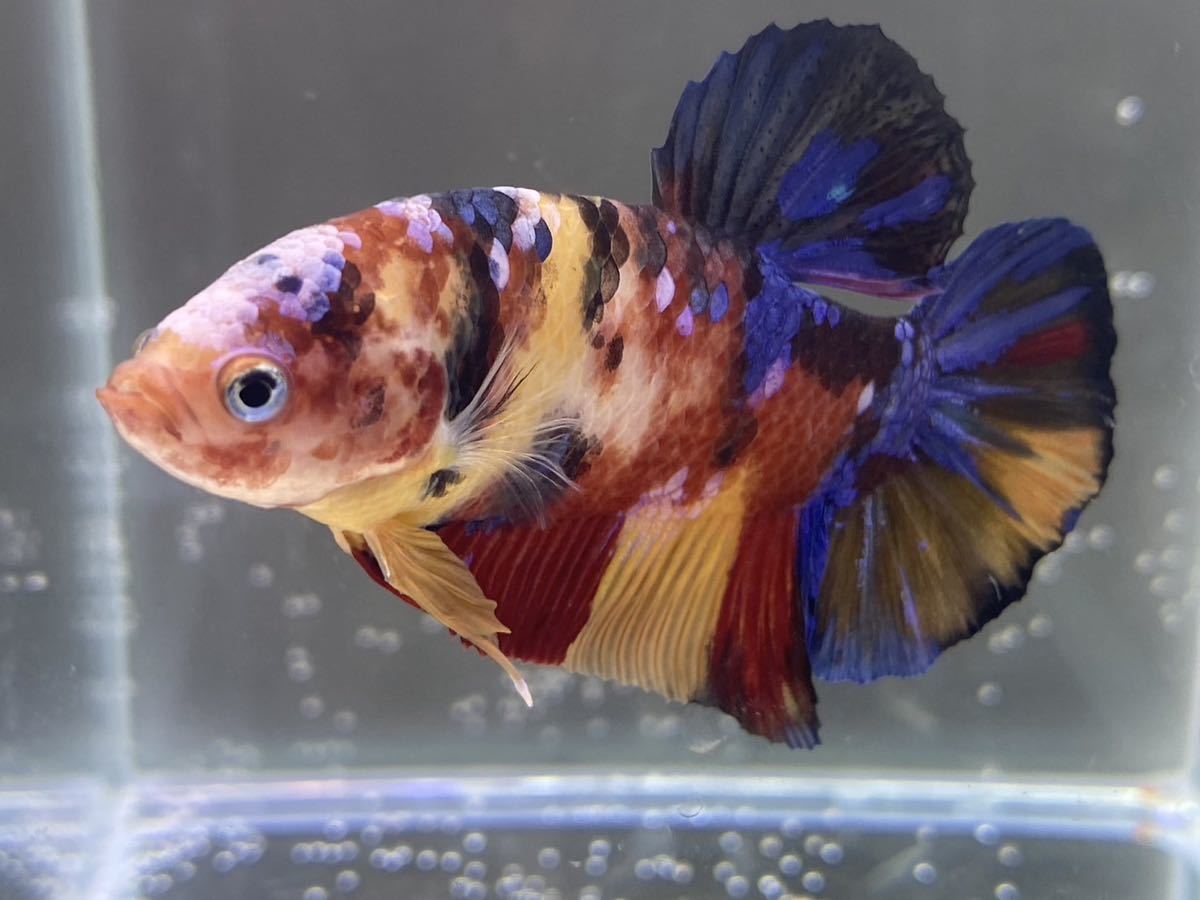【未使用】ジャイアントプラカット キャンディ♂約7cm【動画有り】【死着補償有り】Y041の落札情報詳細 - ヤフオク落札価格検索 オークフリー