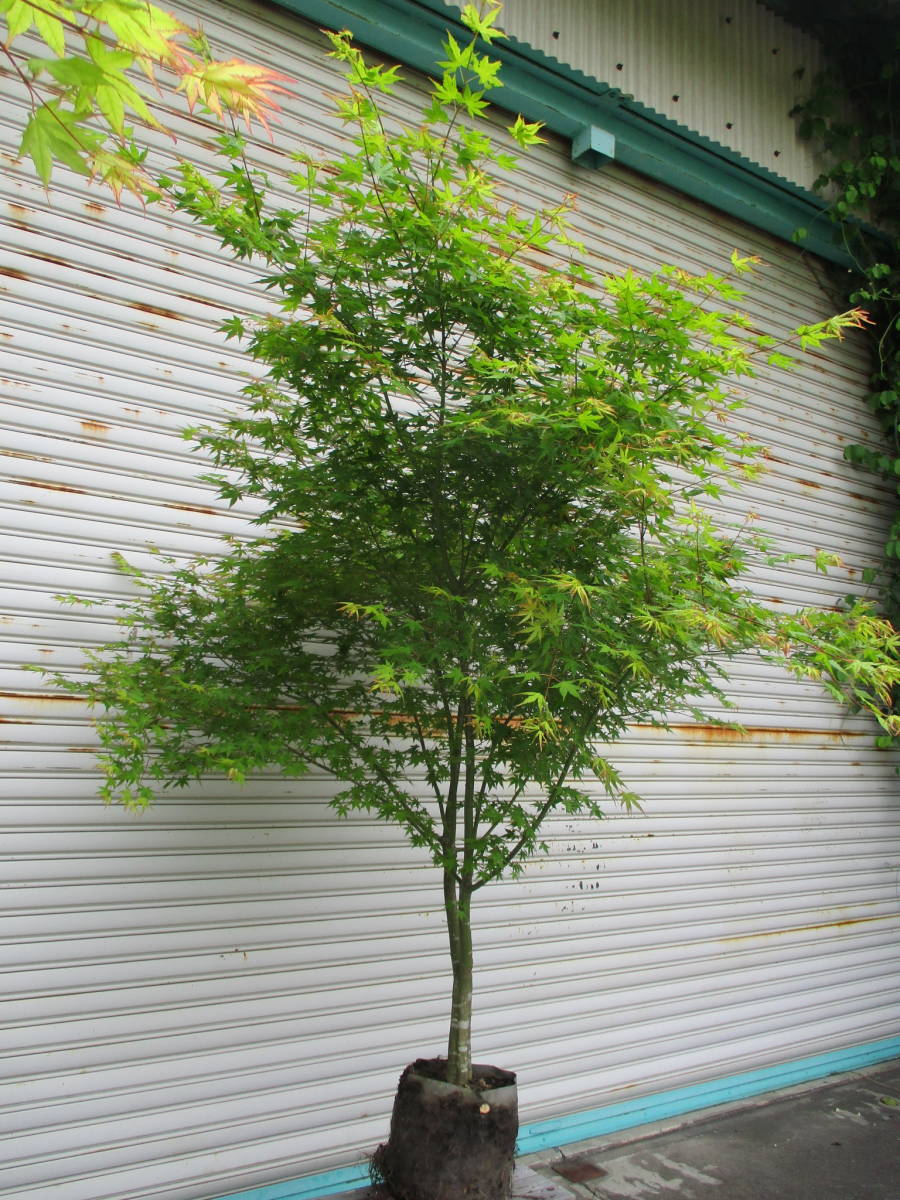 【未使用】サービス価格スタート 春の芽吹き、秋の紅葉最高です ☆イロハモミジ☆ H2.6m 大人気 S2の落札情報詳細 - ヤフオク落札価格検索 オークフリー