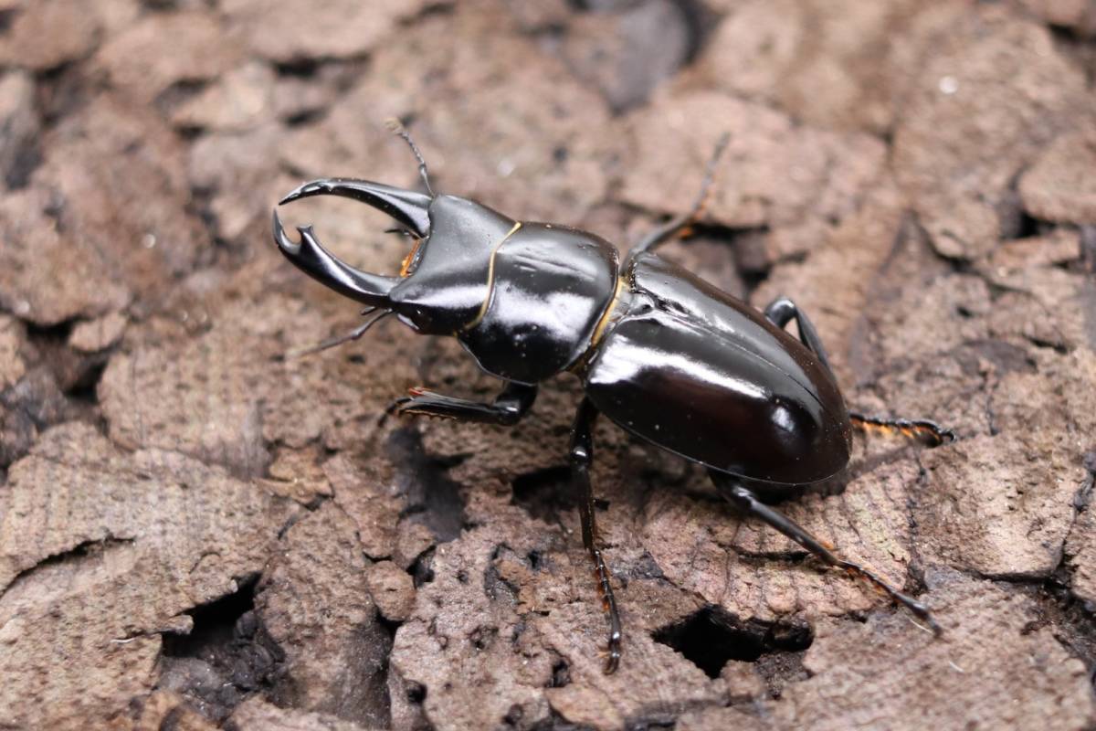 【未使用】★★シネンシス コクワ 原名亜種 ペア (チュウゴク コクワガタ）ドルクス シネンシス 土日発送予定★★の落札情報詳細 - ヤフオク ...