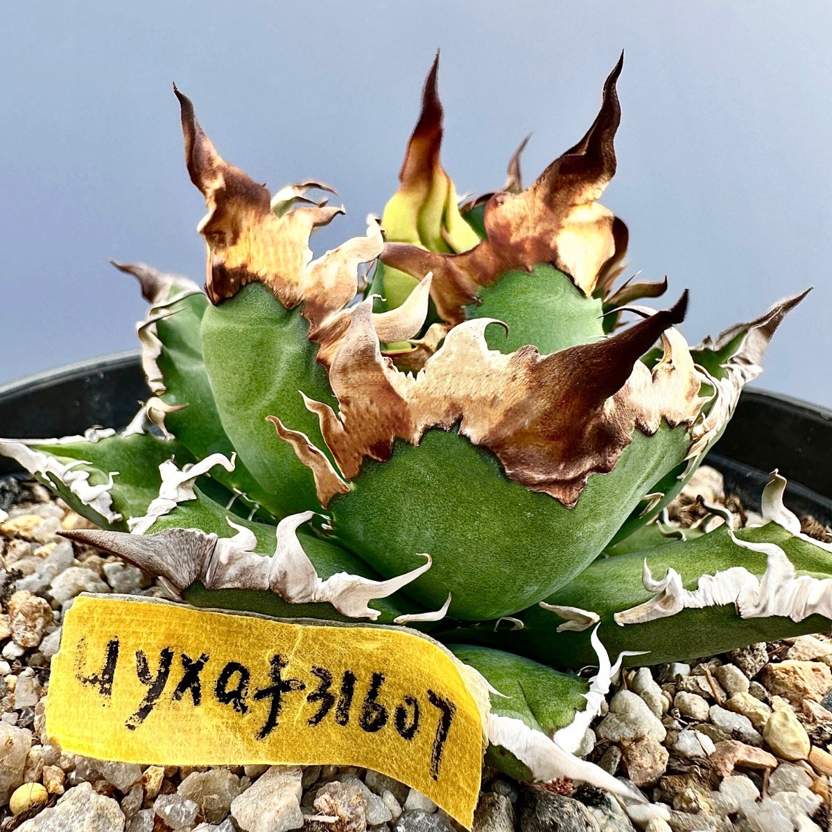 【目立った傷や汚れなし】T29 激レア高級品種 アガベ チタノタ シーザー super caesar 極上強棘 陽炎狂刺 Sクラスは希少株 極上子株の落札情報詳細 - Yahoo!オークション ...