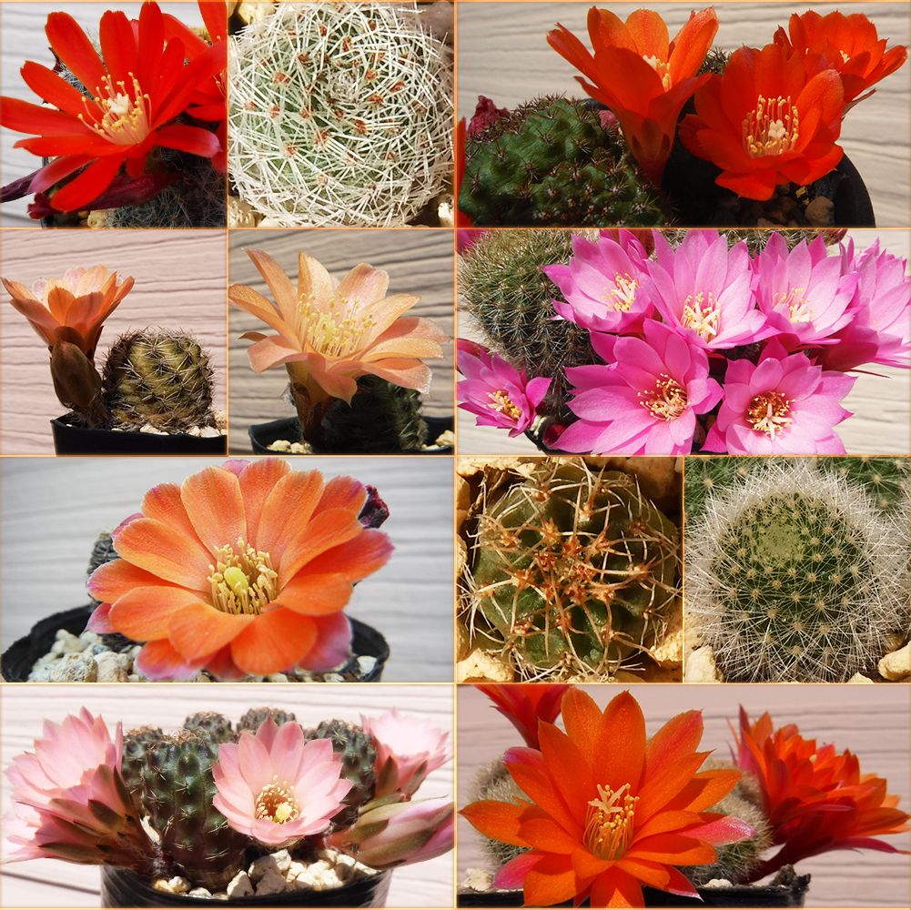 【未使用】【種子を出品】 レブチア属MIX Rebutia spp. 10+粒/サボテン/美花の落札情報詳細 - ヤフオク落札価格検索 オークフリー