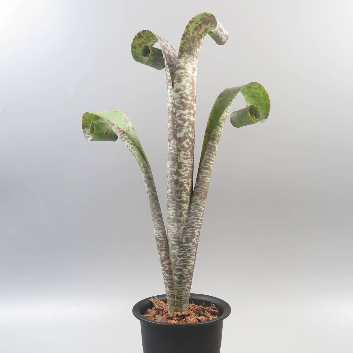 【未使用】ケスネリア ☆ Quesnelia marmorata 'Tim Plowman' ★ タンクブロメリアの落札情報詳細 - ヤフオク ...