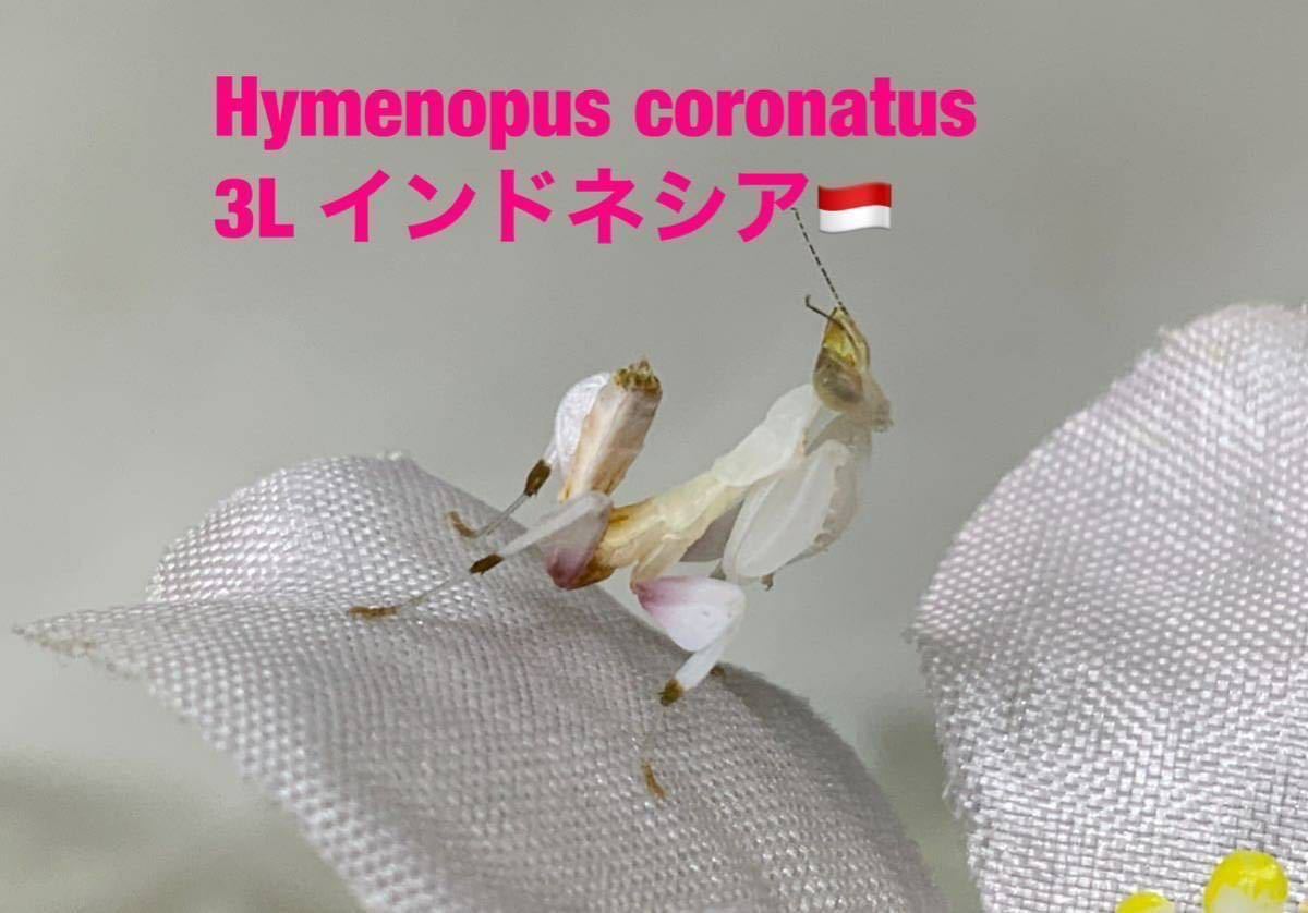 【目立った傷や汚れなし】Hymenopus coronatus インドネシア産 3令〜幼虫 ハナカマキリ カマキリ 鑑賞 保証あり の落札情報詳細 - ヤフオク落札価格検索 オークフリー