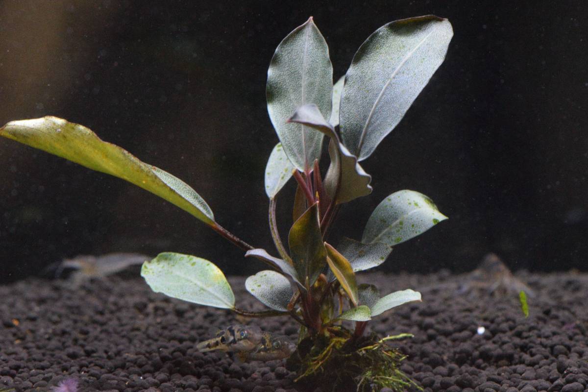 【目立った傷や汚れなし】【TB便】Bucephalandra sp. Pearl gray 『パールグレイ』の落札情報詳細 - Yahoo ...