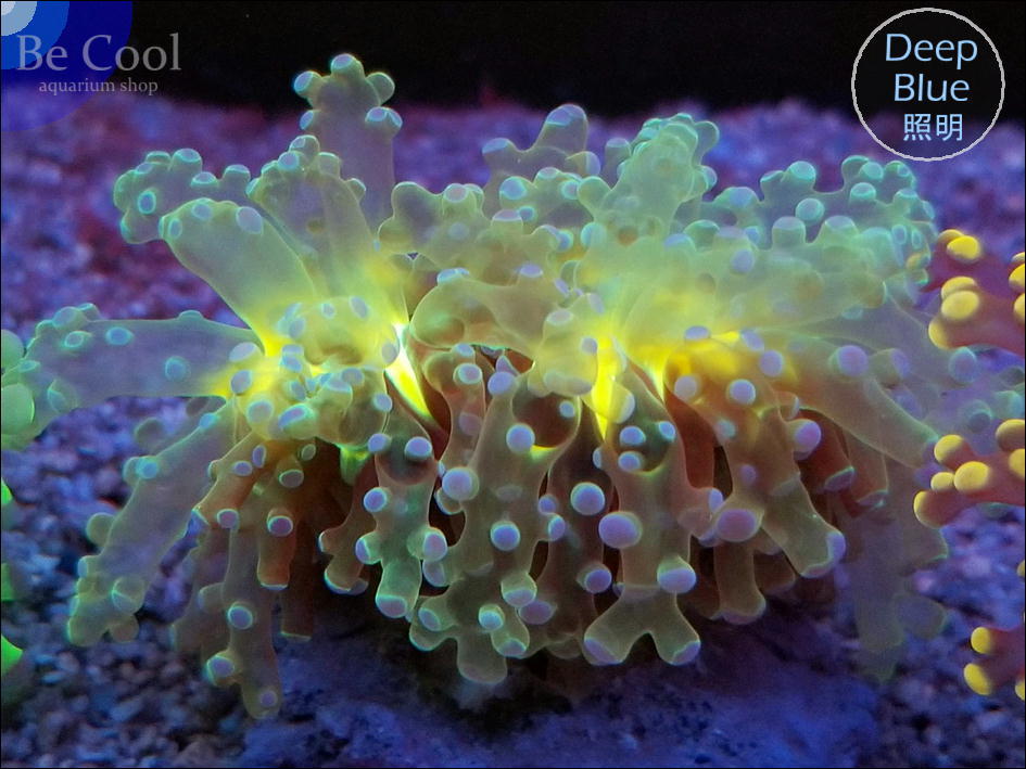 【未使用】『ビクール』N85タコアシサンゴ（7cm前後）の落札情報詳細 - ヤフオク落札価格検索 オークフリー