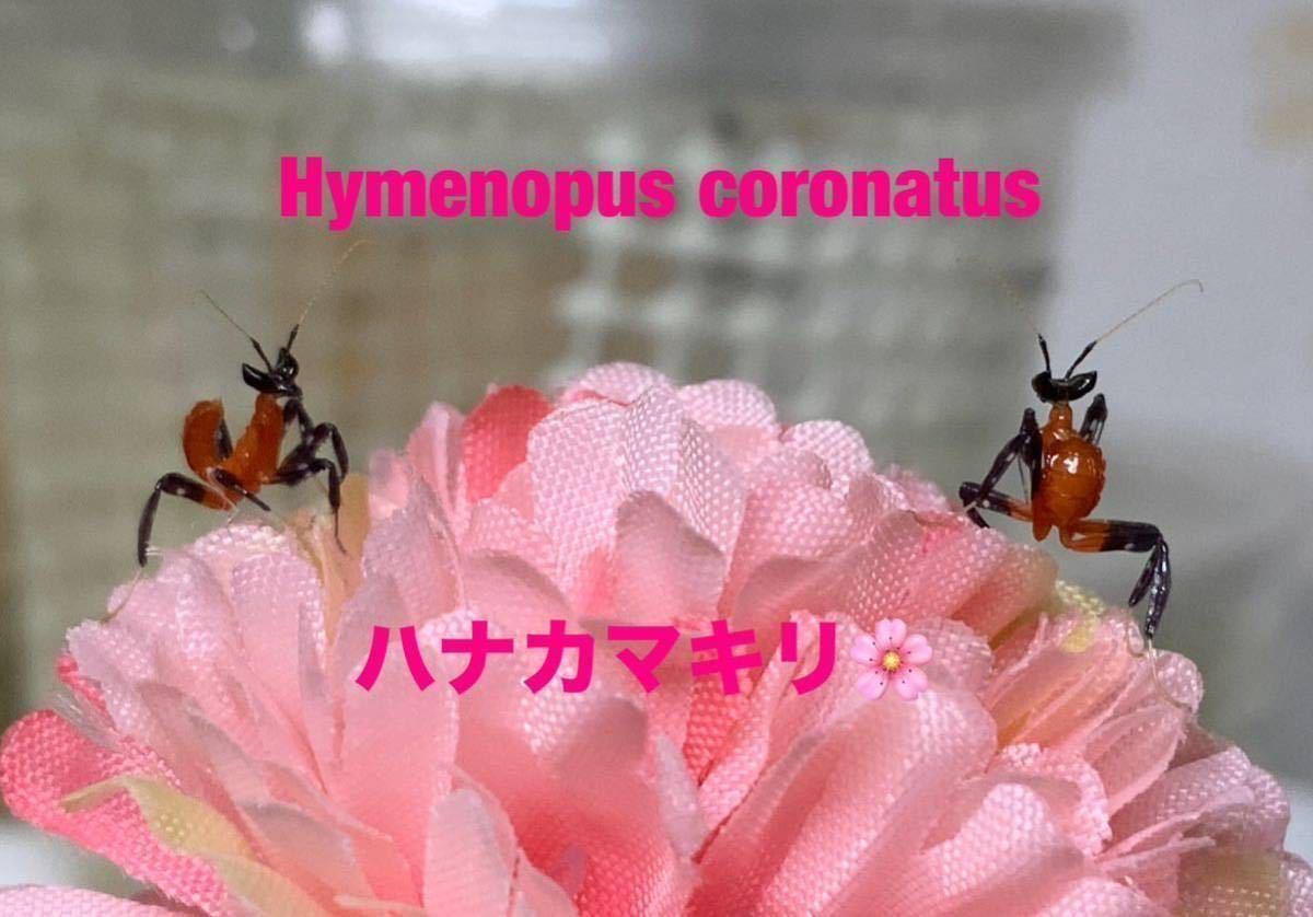 【目立った傷や汚れなし】Hymenopus coronatus インドネシア産 初令幼虫8匹セット ハナカマキリ カマキリ 鑑賞 保証あり の ...