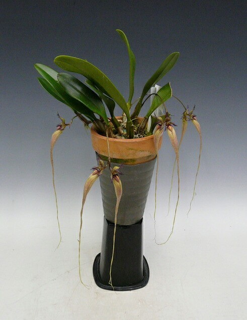 【新品】洋蘭原種(243) 自然交雑種 とにかく長い入賞花 Bulb. fascination 'Cosmo One' CBR/JOGAの落札 ...