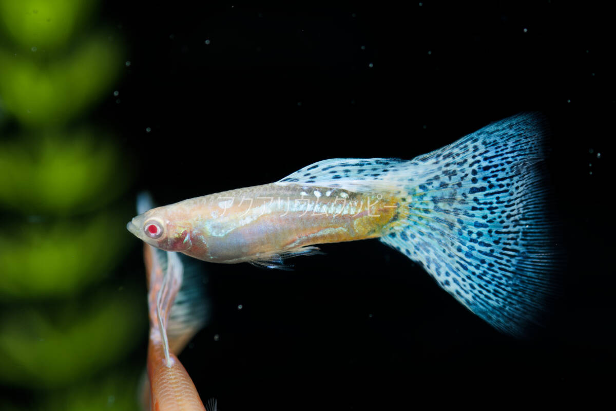 【未使用】【アクアリウム グッピー】在庫一掃68A,68B,82A,82B 現物出品 RRE.A ブルーグラス 国産 グッピーの落札情報詳細 ...