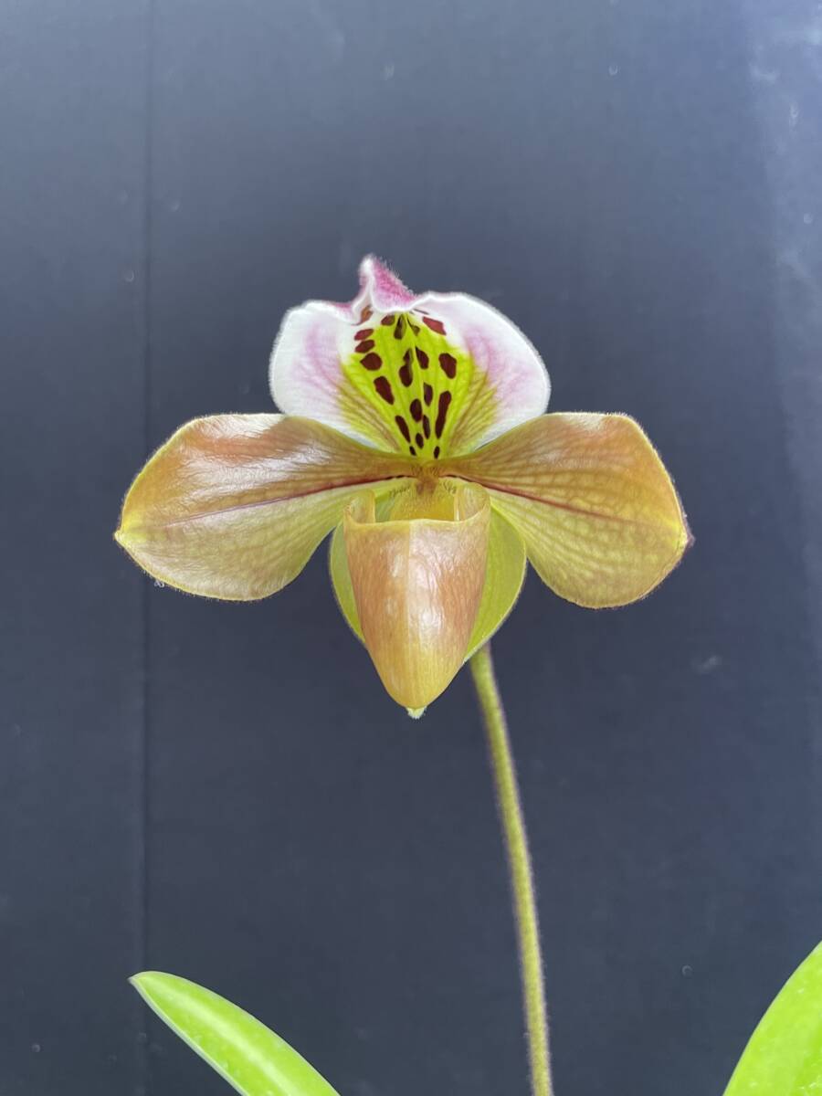 【未使用】即決 洋蘭 原種 パフィオ TA9170 Paph. gratrixianum 'Alexej' Selectの落札情報詳細 ...