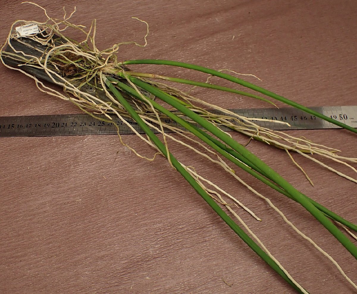 【やや傷や汚れあり】07/17 Trichocentrum.pulchrum(JP) 大株 洋蘭 原種 トリコセントラムの落札情報詳細 ...
