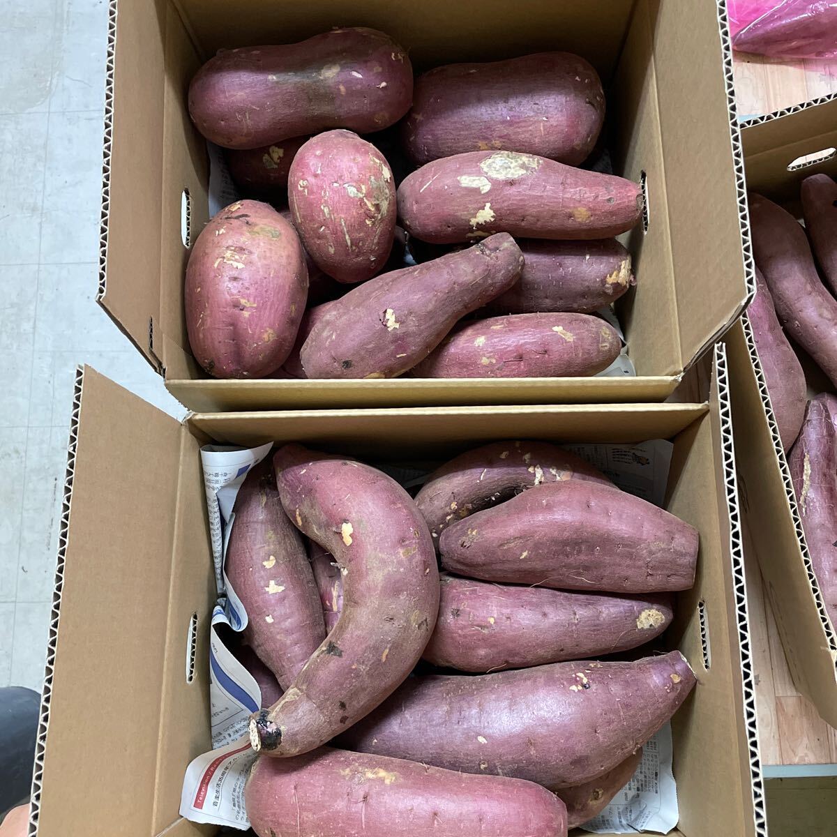 【未使用】無農薬 紅はるか 3Lから4LLサイズ 箱込み20k 6ヶ月熟成してますの落札情報詳細 - ヤフオク落札価格検索 オークフリー