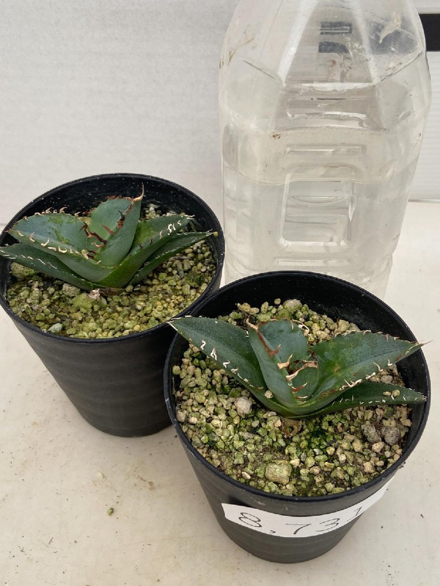 【未使用に近い】8731 「激レア高級品種】アガベ チタノタ 蟹 2株セット【発根開始・多肉植物・超厳選極上子株・Agave titanota】の落札情報詳細 - Yahoo!オークション落札 ...