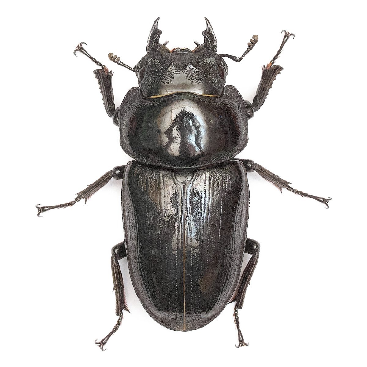 【未使用】【銚子オオ】YG血統オオクワガタ 54.0mm メス単品 絶煩Tajinyo氏委託個体 24年羽化新成虫 taj24-A1-01の ...