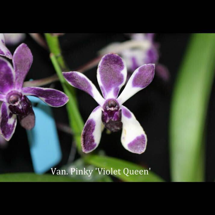 【未使用】(^。 ^)(105)Van. Pinky 'Violet Queen'の落札情報詳細 - Yahoo!オークション落札価格検索 ...