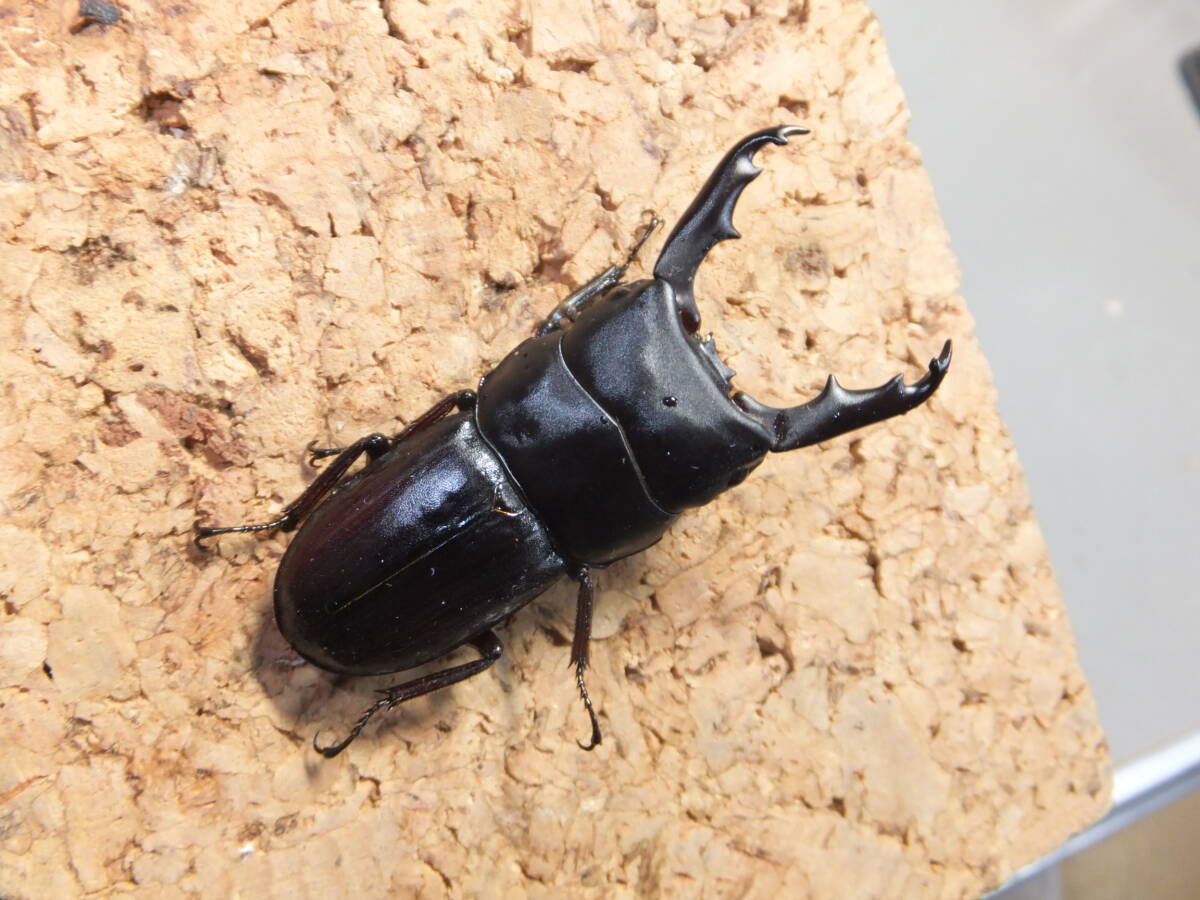 【未使用】Dorcus pemako ぺマコヒラタクワガタ ♂49mmペア №5の落札情報詳細 - Yahoo!オークション落札価格検索 オークフリー