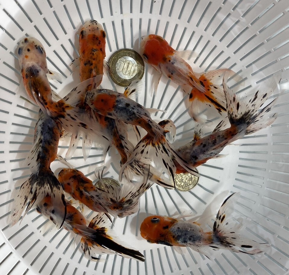 【未使用】XAZU-1 東錦 2歳 10匹 ≪二七≫(沖縄 離れ島は発送不可。説明文参照乞う。)の落札情報詳細 - Yahoo!オークション ...