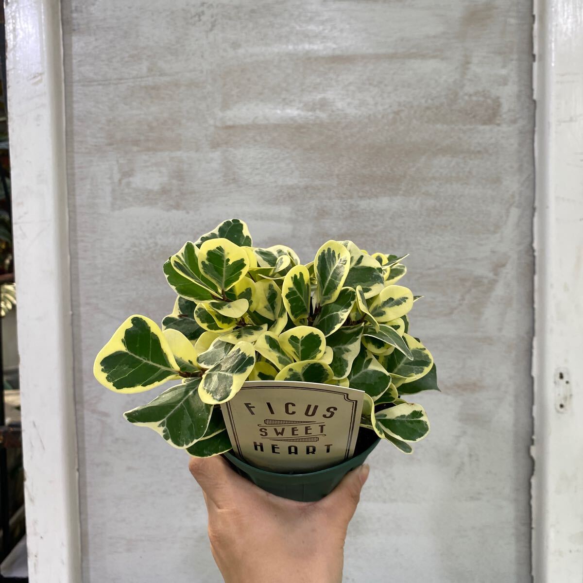 【未使用】フィカス スイートハート① 4号 鉢底から約22cm 10月20日撮影現品 豊中市より出品 同梱発送歓迎の落札情報詳細 - Yahoo!オークション落札価格検索 オークフリー