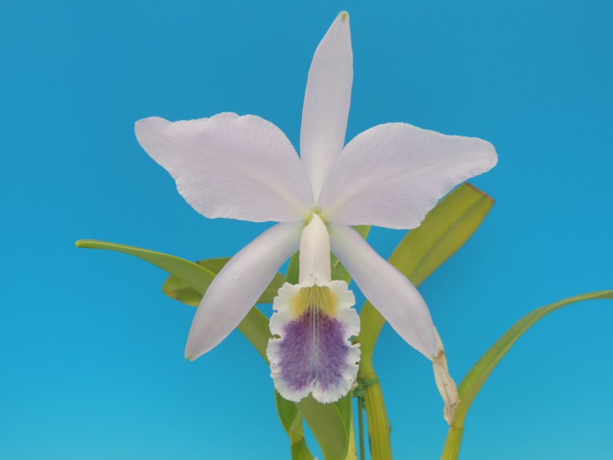 洋蘭原種 C. labiata `Orland’ ブラジルで活躍された故岩下春治さんのコレクション株、フラットに気持ちの良い展開に夢中の落札 ...