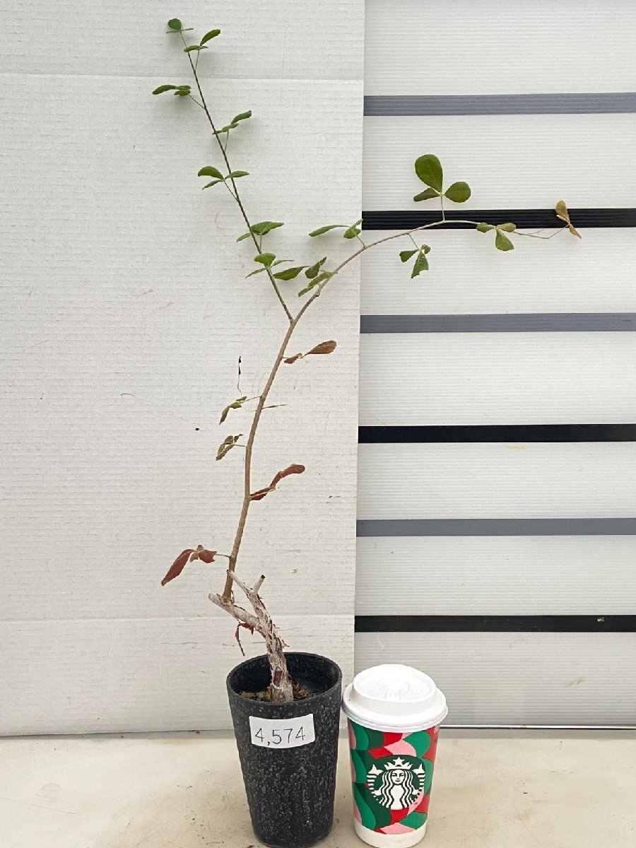 【未使用に近い】4574 「実生」コミフォラ オルビクラリス【発根・commiphora orbicularis・塊根植物】の落札情報詳細 - Yahoo!オークション落札価格検索 オークフリー
