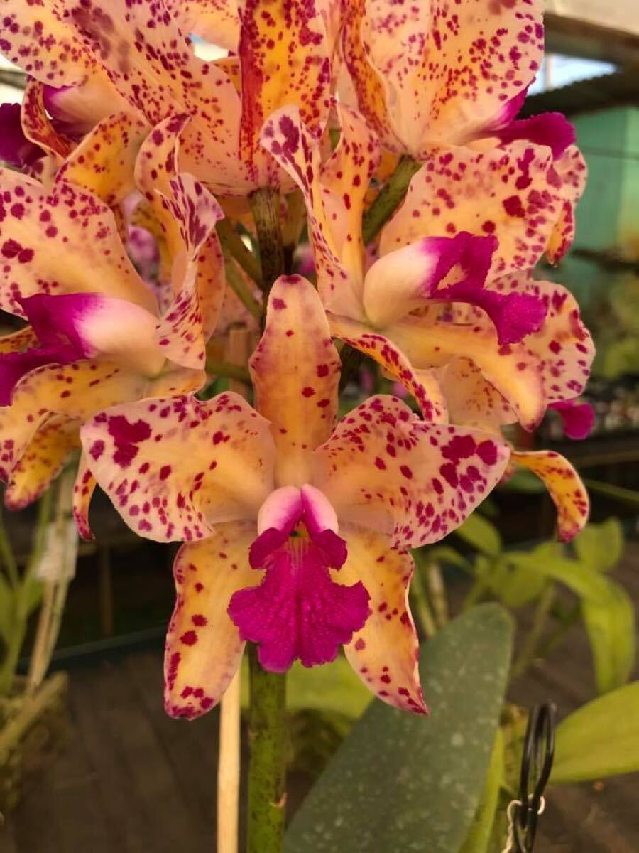 【植物】HIF洋蘭 883 C. amethystoglossa x sib. ('Ching Hua Flare' x 'CH Giant ...