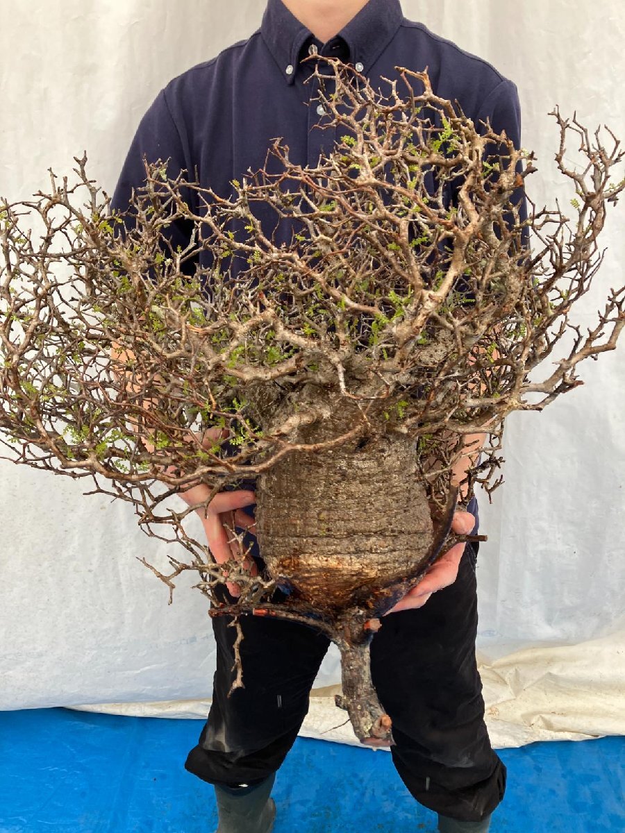 【未使用に近い】9529「塊根植物」マダガスカル特急便 オペルクリカリア パキプス スペシャルXL株【鮮度保証・到着3日以内返品OK・根切確認済・O.pachypus】の落札情報詳細 ...