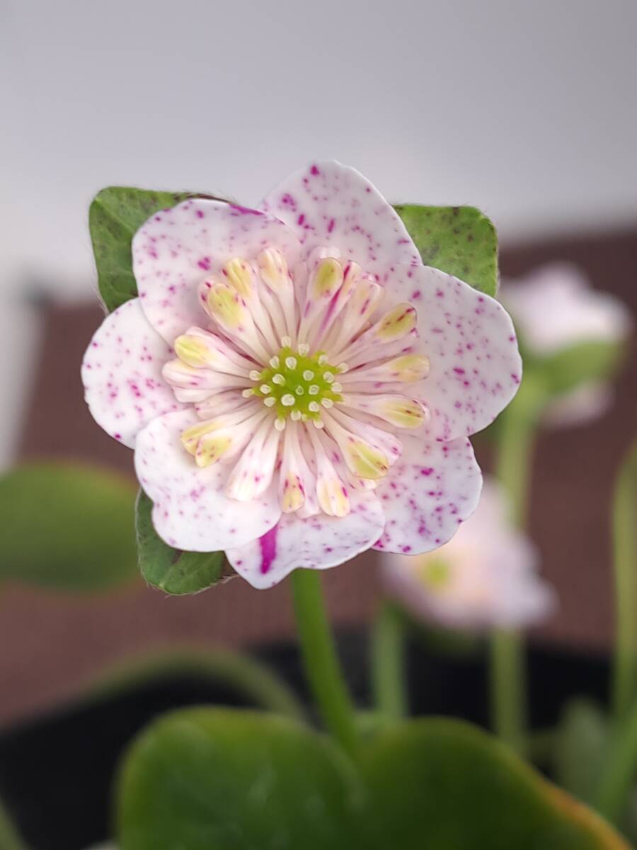 【やや傷や汚れあり】雪割草 網目模様綾姫系白シベ二段まとい咲 H29 088 の落札情報詳細 - Yahoo!オークション落札価格検索 オークフリー