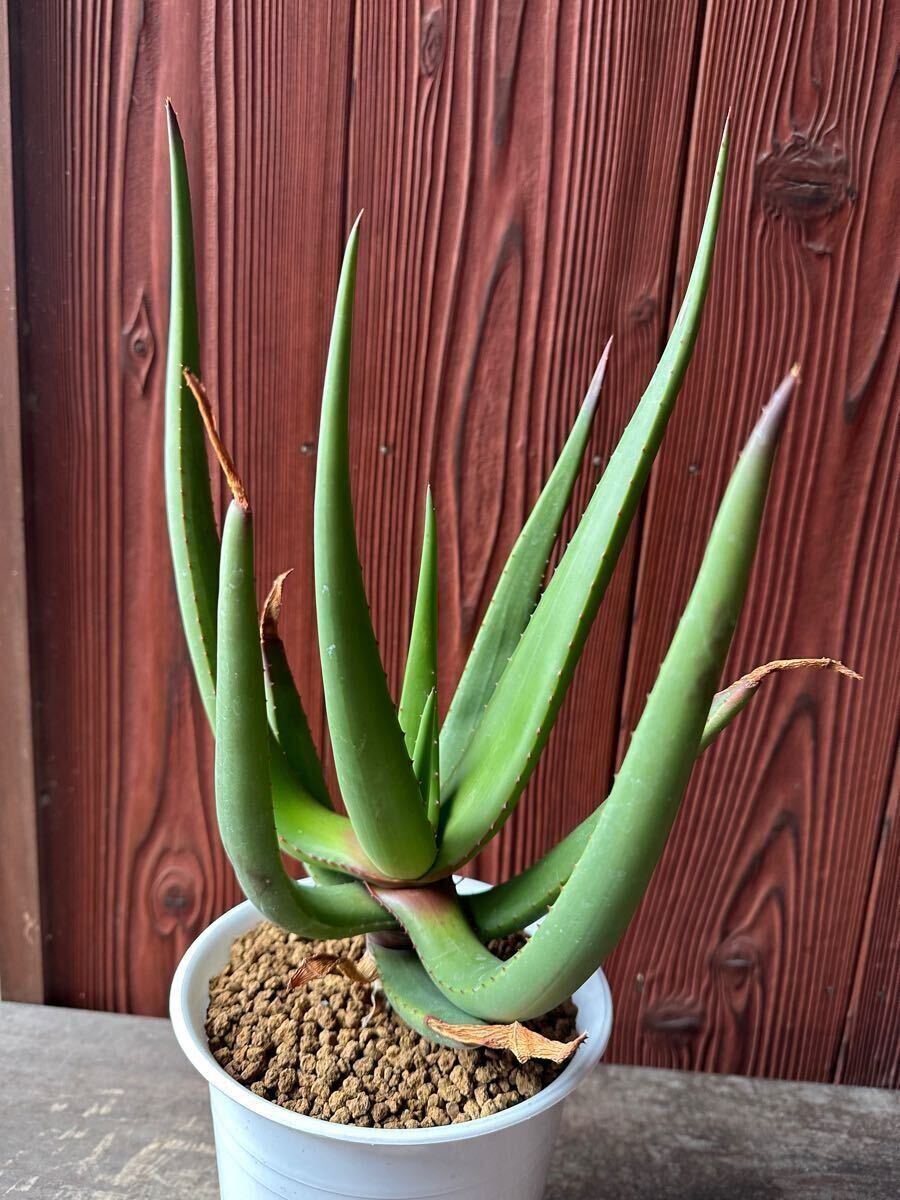 【目立った傷や汚れなし】14. アロエ バーバラ ジェッピー Aloe barbara-jeppeae 実生の落札情報詳細 - Yahoo ...