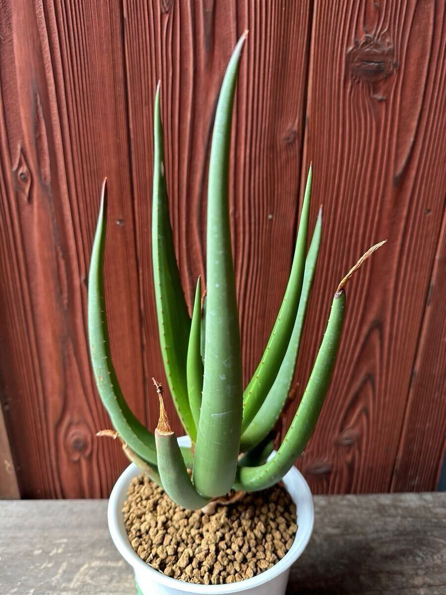【目立った傷や汚れなし】14. アロエ バーバラ ジェッピー Aloe barbara-jeppeae 実生の落札情報詳細 - Yahoo ...