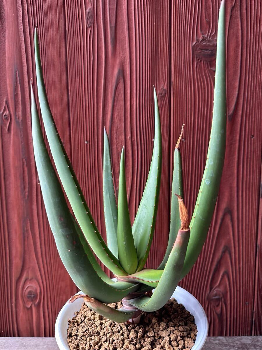 【目立った傷や汚れなし】14. アロエ バーバラ ジェッピー Aloe barbara-jeppeae 実生の落札情報詳細 - Yahoo ...