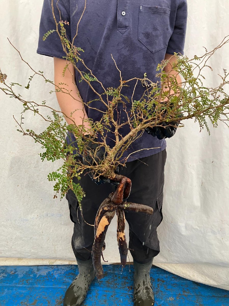 【未使用に近い】6137 「実生」オペルクリカリア パキプス XL 抜き苗【畑地植え株・O.pachypus・塊根植物・葉落ちする】の落札情報詳細 - Yahoo!オークション落札価格検索 ...