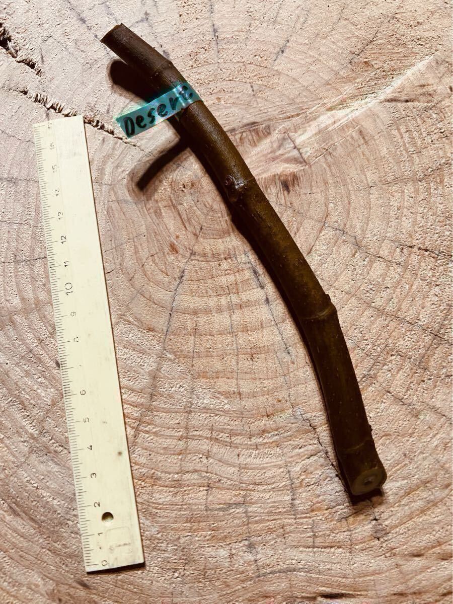 秋乃桜子 写真集 Desert 荒野に抱かれて 宝生桜子の落札情報詳細 - Yahoo!オークション落札価格検索 オークフリー