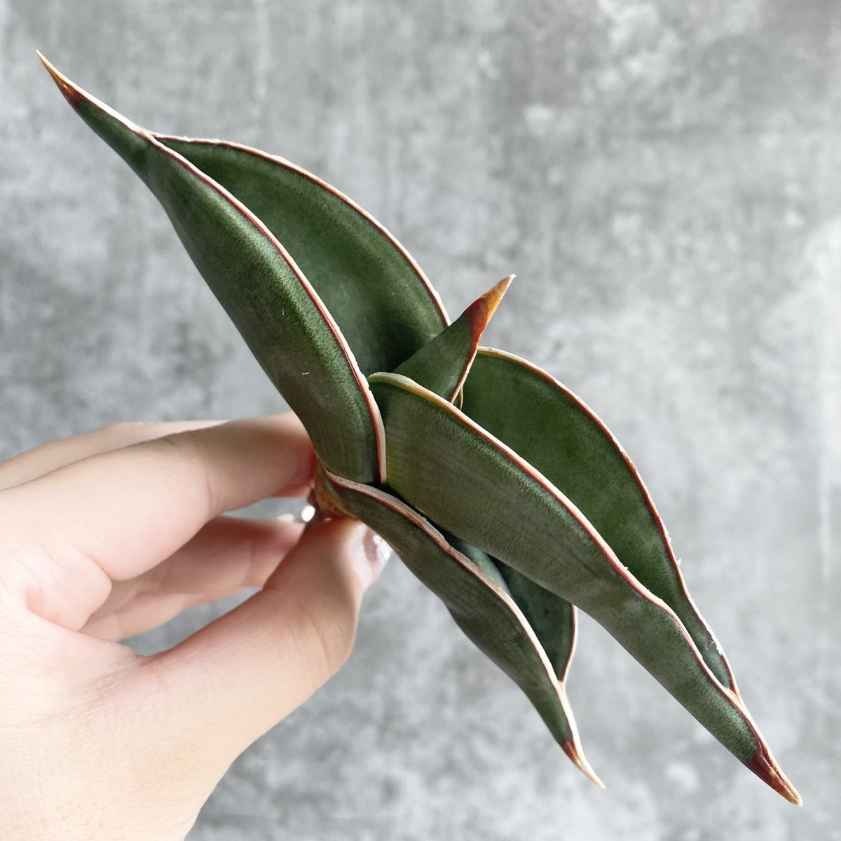 【模写】【伝来】az3753〈兼島聖司〉仏画 秘尊像 空海像 大黒天像 共箱 京都の人 兼島聖似師事の落札情報詳細 - Yahoo!オークション落札価格検索 オークフリー