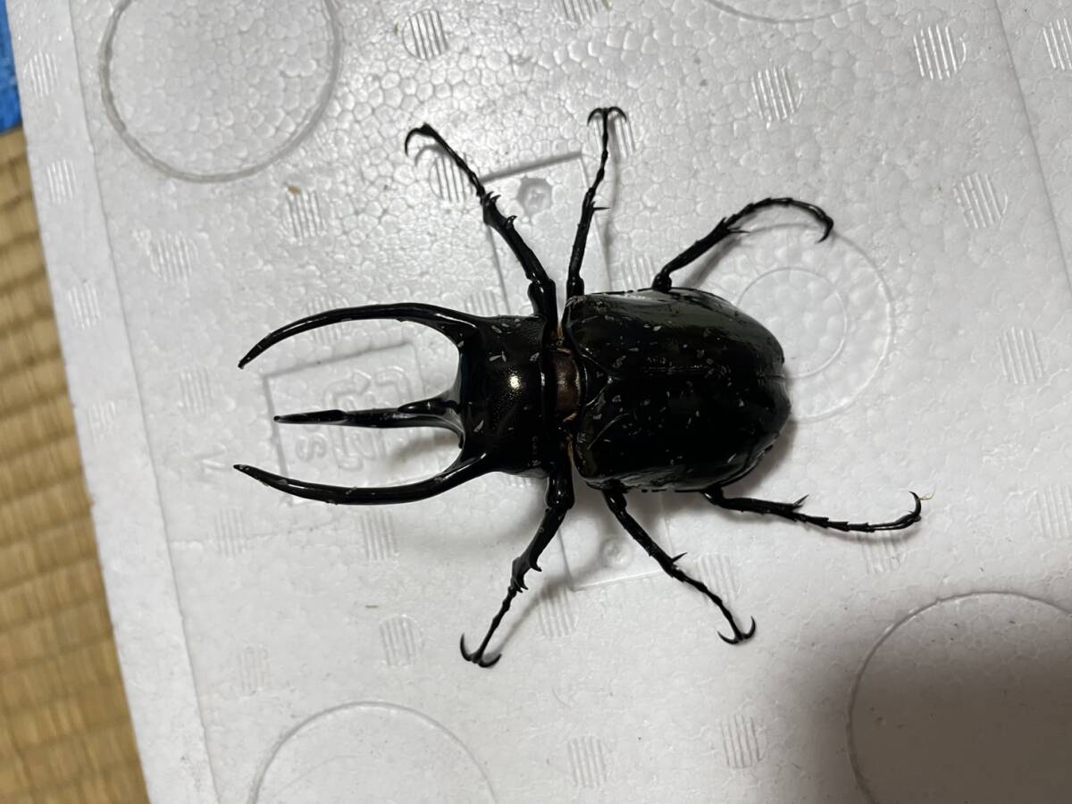 【目立った傷や汚れなし】ミンダナオアトラス ♂92m単品 ※原則発送は土日のみの落札情報詳細 - Yahoo!オークション落札価格検索 オークフリー