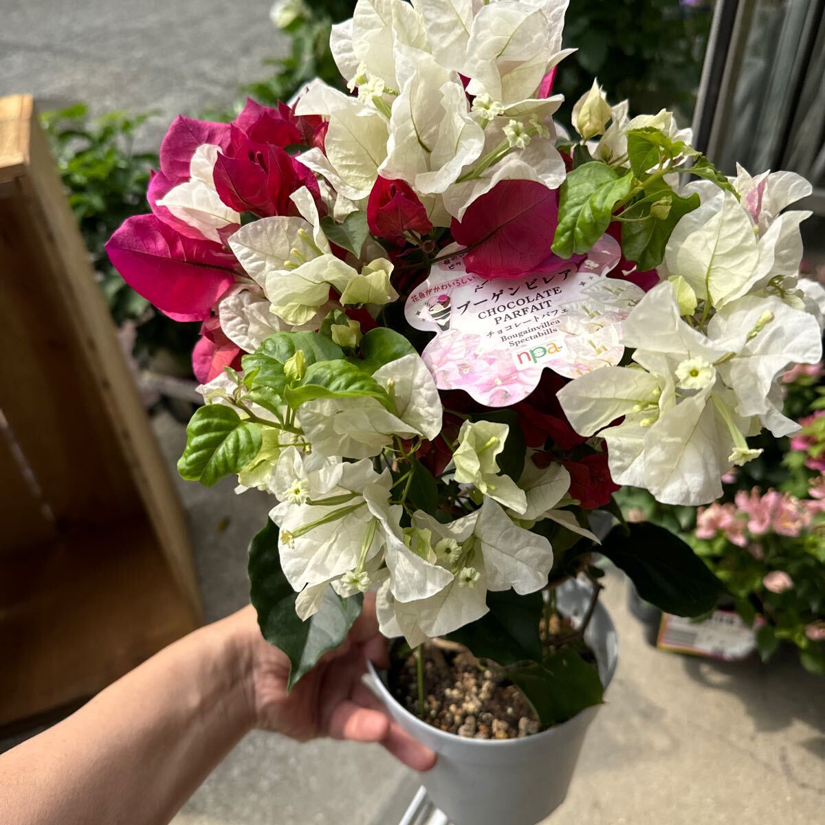 【未使用】ブーゲンビレア パフェシリーズ 5号 ⑦ 鉢底から約45-53cm 5月12日撮影現品 豊中市より出品 同梱発送歓迎の落札情報詳細 - Yahoo!オークション落札価格検索 オークフリー